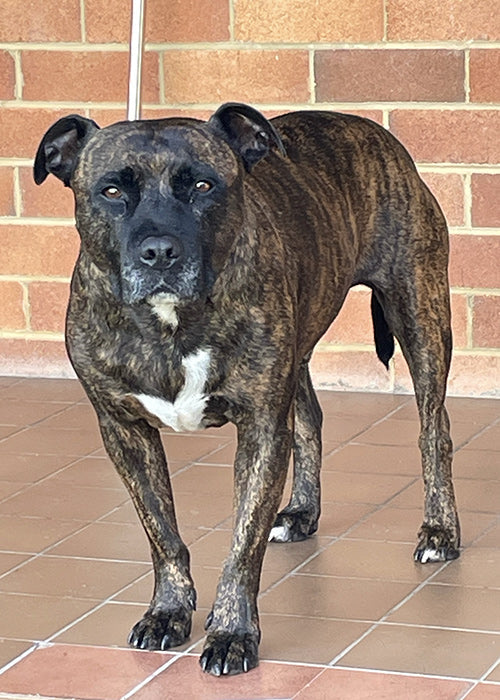 Rose-Hip Vital® Canine | Boof's Testimonial | Arthritis