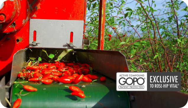 FAQ What Is Gopo? | Rose-Hip Vital